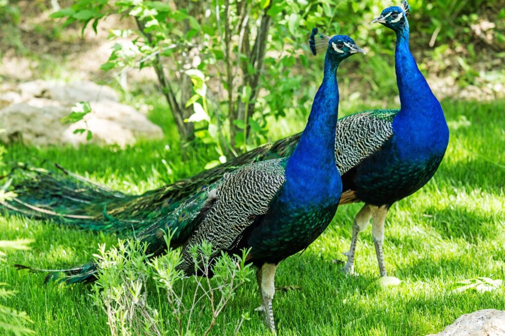 Michael Lebow of Gainesville on The Growing Popularity of Peacocks as ...